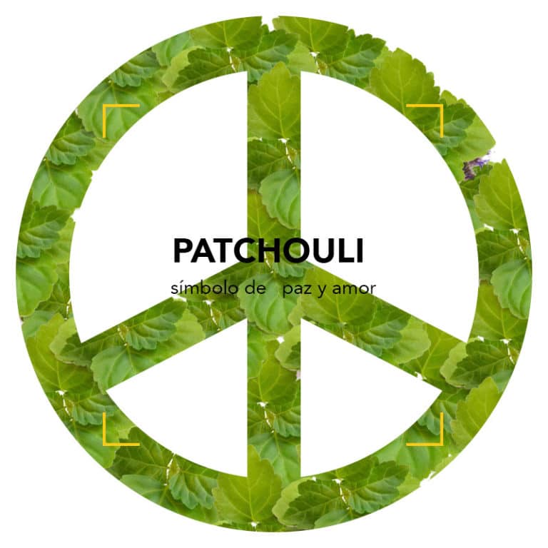 Los secretos del Patchouli » Fundación Academia del Perfume