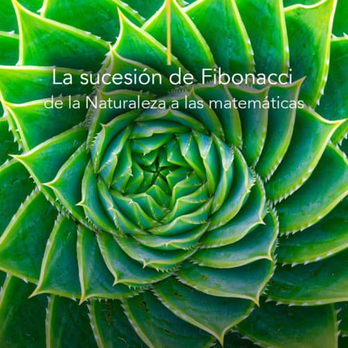 Naturaleza hipnótica, la sucesión de Fibonacci » Fundación Academia del ...
