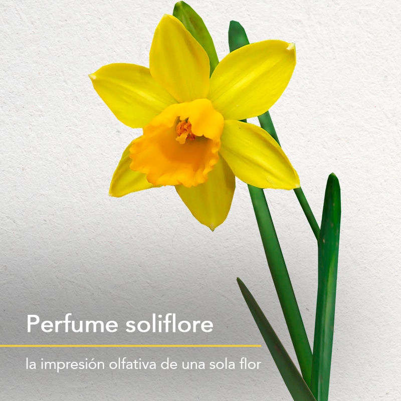 Perfume Soliflore: la impresión olfativa de una sola flor » Fundación ...