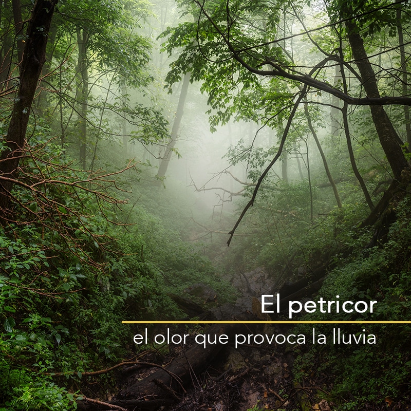 El petricor, el olor a tierra mojada » Fundación Academia del Perfume