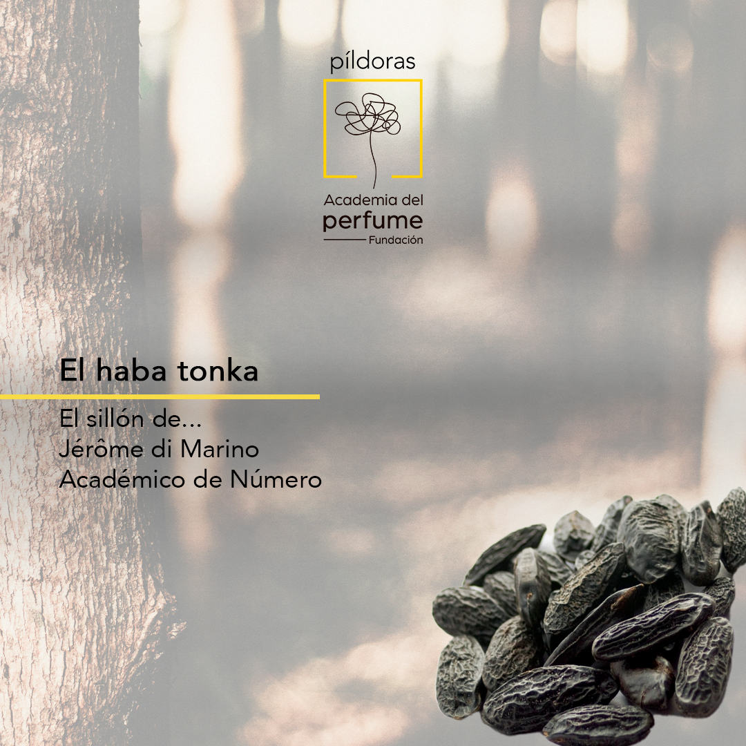 Las Píldoras del Perfume » Fundación Academia del Perfume