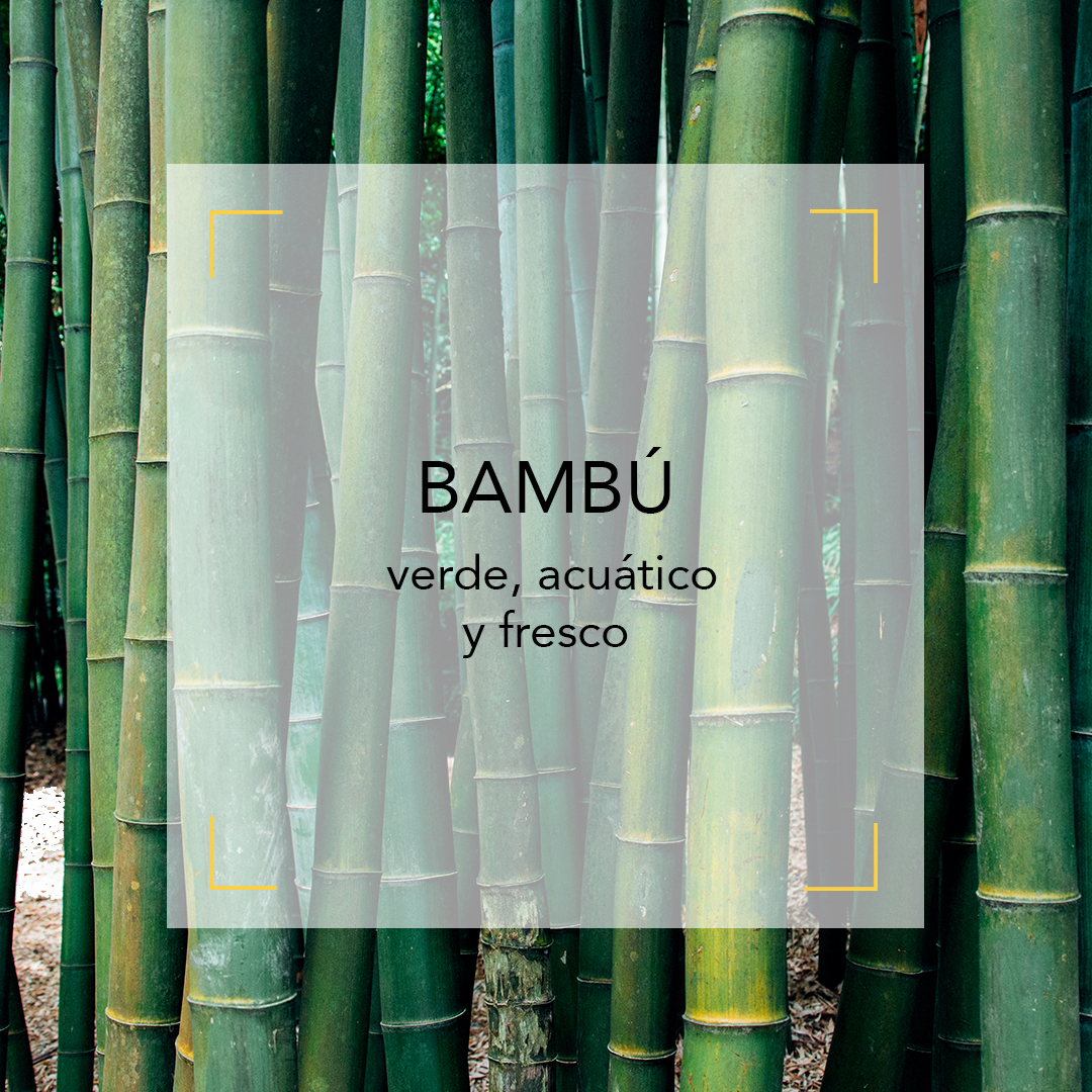 Bambú » Fundación Academia del Perfume